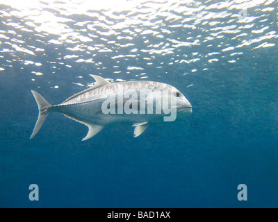 Giant trevally (Caranx ignobilis) swimming in blue water, Brother ...