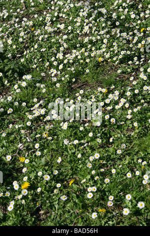 England, wild flower, Daisy, 'Bellis perennis'. Several blooming among ...