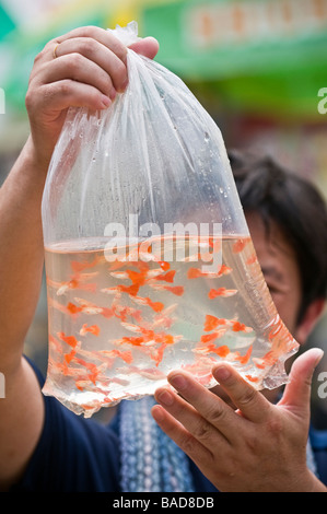 Tropical fish for sale are suspended in plastic bags, Shilihegiao Pet ...