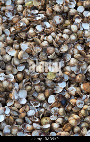 cockle shells at Leigh-on-Sea, Essex, UK Stock Photo - Alamy