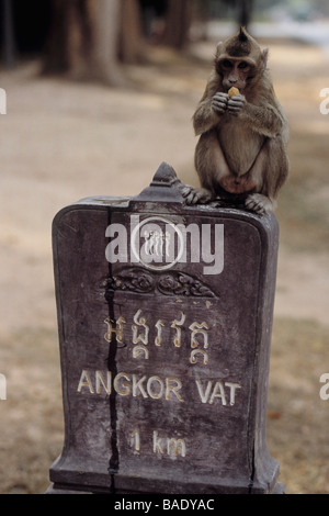 Monkey Eating, Angkor Wat, Cambodia Stock Photo - Alamy