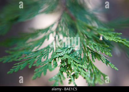 closeup of Coast redwood branch (Sequoia sempervirens Stock Photo - Alamy