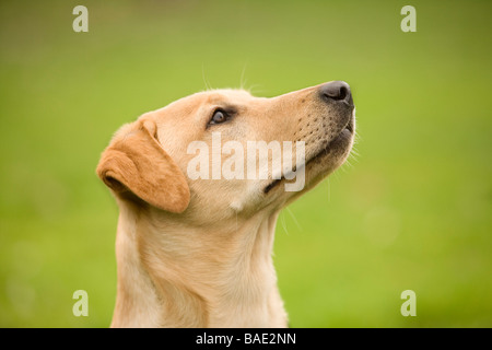 Yellow Labrador Retriever Dog With Raised Ears On A Windy Day; Winnipeg ...