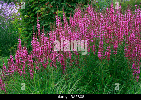 Lythrum salicaria "Rosy Gem Stock Photo - Alamy