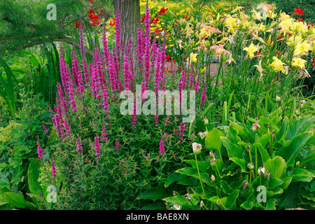 Lythrum salicaria "Rosy Gem Stock Photo - Alamy