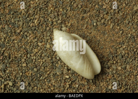 The albino form of the netted olive shell - Oliva reticularis (=O ...