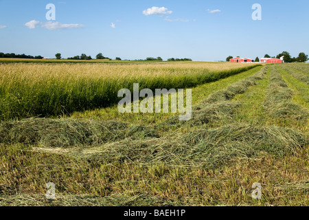 Rows of freshly cut hay drying in the field Stock Photo - Alamy