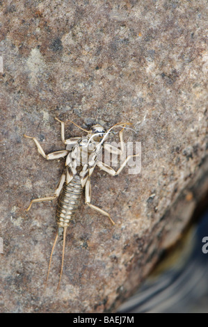 Exuvia or empty skin after moulting froma Stonefly Plecoptera Pyrenees ...