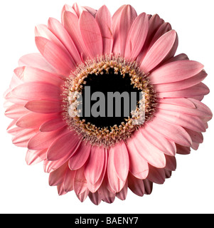 pink gerbera (2 Stock Photo - Alamy