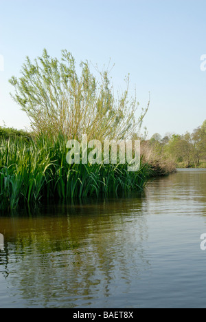 Young willow tree Stock Photo - Alamy