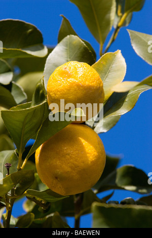 Lemon tree, Riviera di Ponente, Liguria, Italy Stock Photo - Alamy