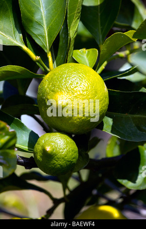 Lemon, Riviera di Ponente, Liguria, Italy Stock Photo - Alamy