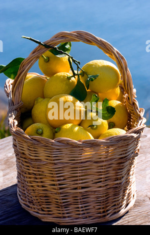 Lemon, Riviera di Ponente, Liguria, Italy Stock Photo - Alamy