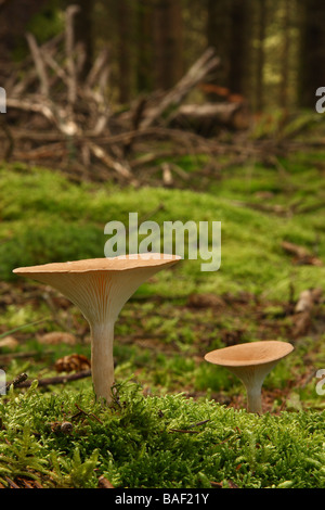 Clitocybe geotropa fungi growing in the New Forest Hampshire county ...