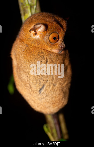 Western Tarsier (Tarsius bancanus) at night, Danum Valley Conservation ...
