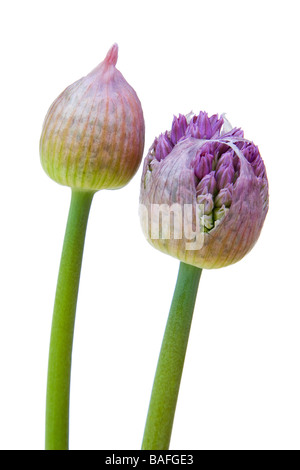 Allium flower head showing sprouting Bulbils Stock Photo - Alamy