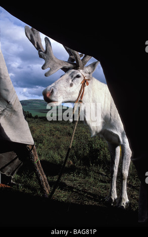 Mongolia, Khovsgol Province, red taiga, white reindeer Stock Photo - Alamy
