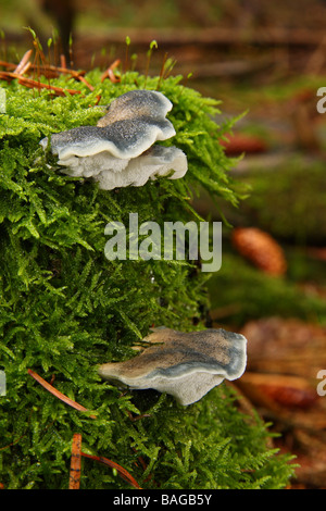 Grey bracket fungi Stock Photo - Alamy