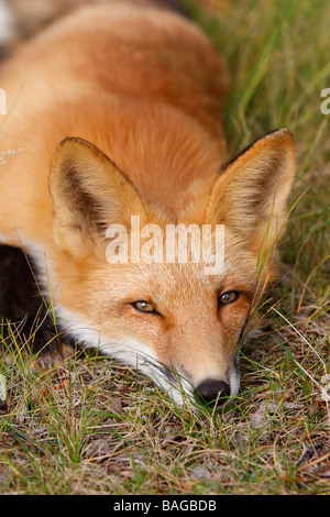 A vertical portrait of a red fox looking back to see behind him Stock ...