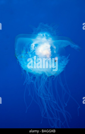 Crown jellyfish (Netrostoma setouchina) in the open sea, Red Sea, Egypt ...
