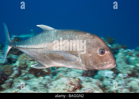 Giant trevally (Caranx ignobilis), Blue Corner, Palau, Micronesia Stock ...