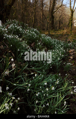 Snowdrop Galanthus nivalis mass in woodland Inverness-shire Highland ...