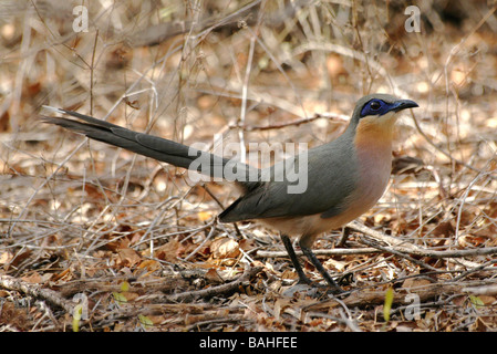 Running Coua (Coua cursor), an endemic species from the semiarid ...
