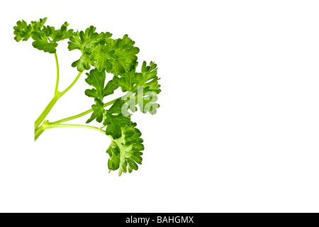 Fresh parsley herb, copy space. Fresh green garden parsley, text space ...