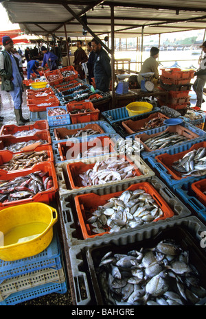 Tripoli fish market, Libya Stock Photo - Alamy