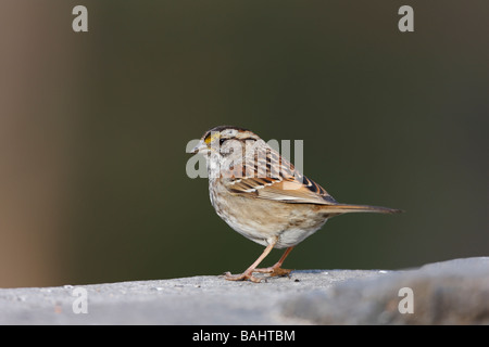 White-throated Sparrow tan-striped Stock Photo - Alamy