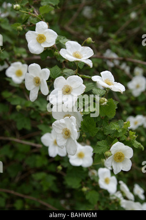 Boulder Raspberry or Delicious Raspberry, Rubus deliciosus x Rubus ...
