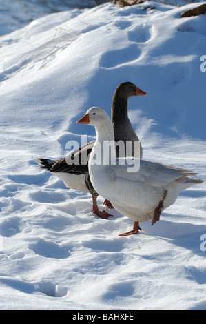 Common domestic Geese in the snow Azrou Morocco Stock Photo - Alamy