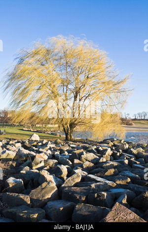 Edgewater Park Willow Tree in Cleveland Ohio at Sunset Stock Photo - Alamy