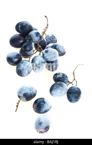 Grapes frozen Isolation on the white Stock Photo - Alamy