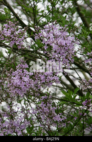 Syringa x laciniata (Cut-leaf Lilac, Cutleaf Lilac Stock Photo - Alamy