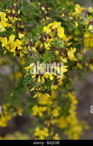Coronilla emerus flowers Stock Photo - Alamy