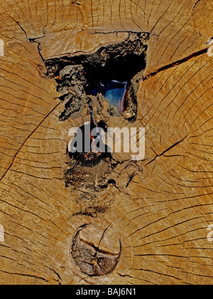 Pine Tree rings. Sawn tree trunk pattern Stock Photo - Alamy