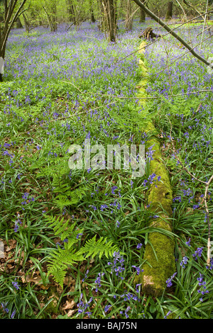 Fallen tree trunk amongst the bluebells under a canopy of trees at ...