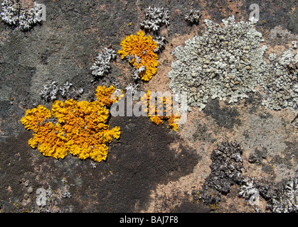 Lichen on corroding brickwork 3 - Radley Village Oxfordshire Stock ...