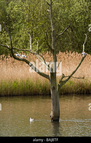 A dead bird, black headed gull, lying on wet brown wooden floor, a ...