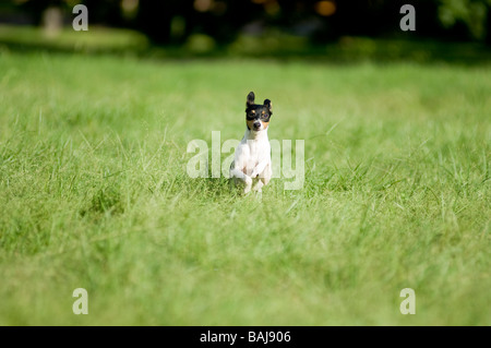 Tri-colored rat terrier jumping through a field of tall grass Stock ...