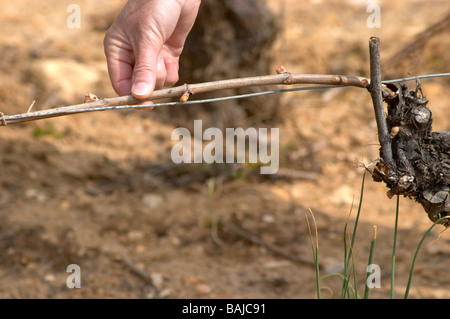 pinot noir guyot simple training vineyard dom rossignol trapet gevrey ...