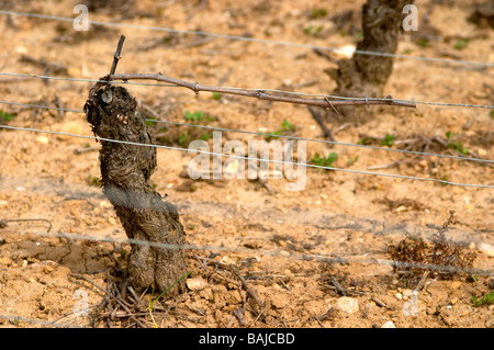 pinot noir guyot simple training showing pruning techniques clos st ...