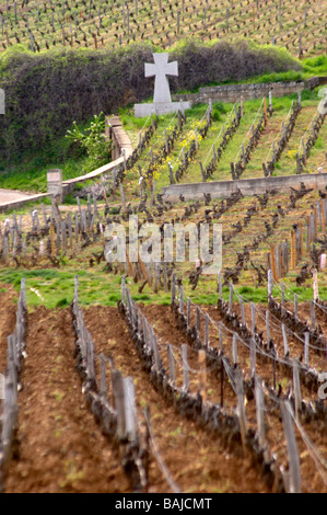 Vineyard. La Romanee Conti Grand Cru. Vosne Romanee, Cote de Nuits, d ...