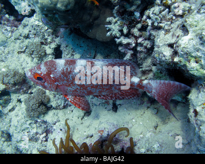 Red sea Goggle Eye Belongs to the family Priacanthidae Goat fish ...