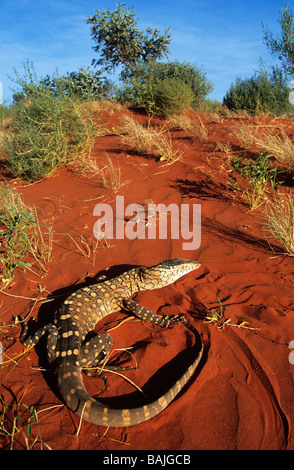 Goanna in desert Stock Photo - Alamy