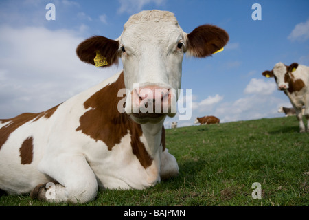 Dairy Cows in Denmark Stock Photo - Alamy