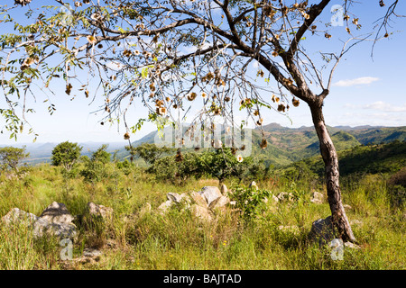 A tree growing in the Kirk Range east of Dedza, Malawi, Africa Stock ...