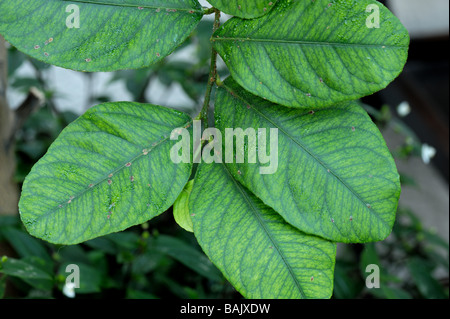 Iron deficiency symptoms on a conservatory grown lemon plant Stock ...