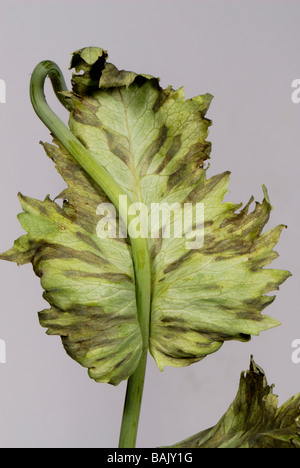Downy mildew Peronospora arborescens symptoms on opium poppy Papaver ...